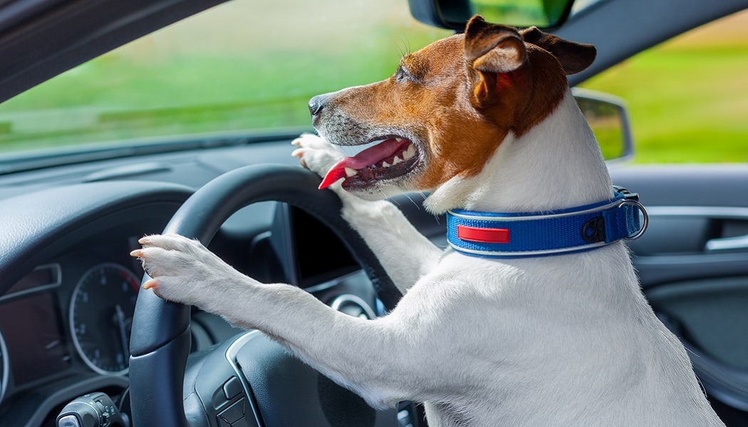 Road Trip with Dogs: How to Plan for Your Four-Legged Friend